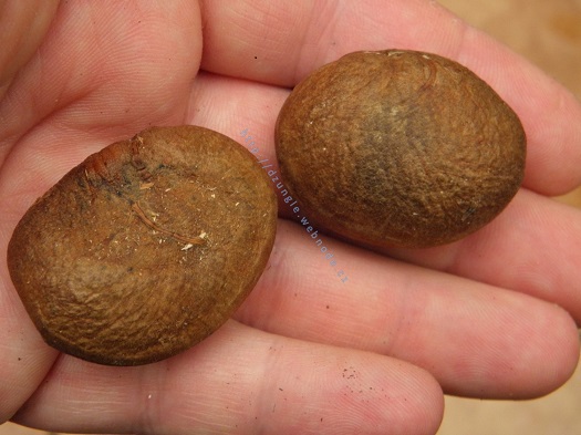 Plinia inflata Giant