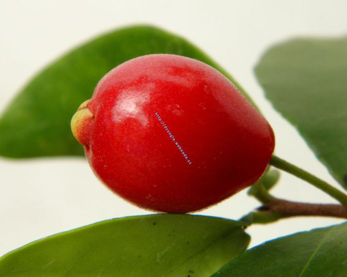 Eugenia reinwardtiana (Cedar bay cherry)